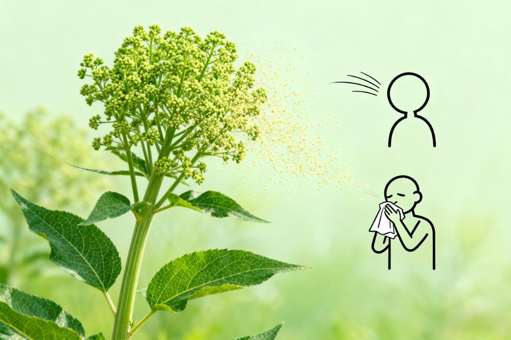 How to Avoid Ragweed Pollen Allergies This Fall: The Ultimate Guide